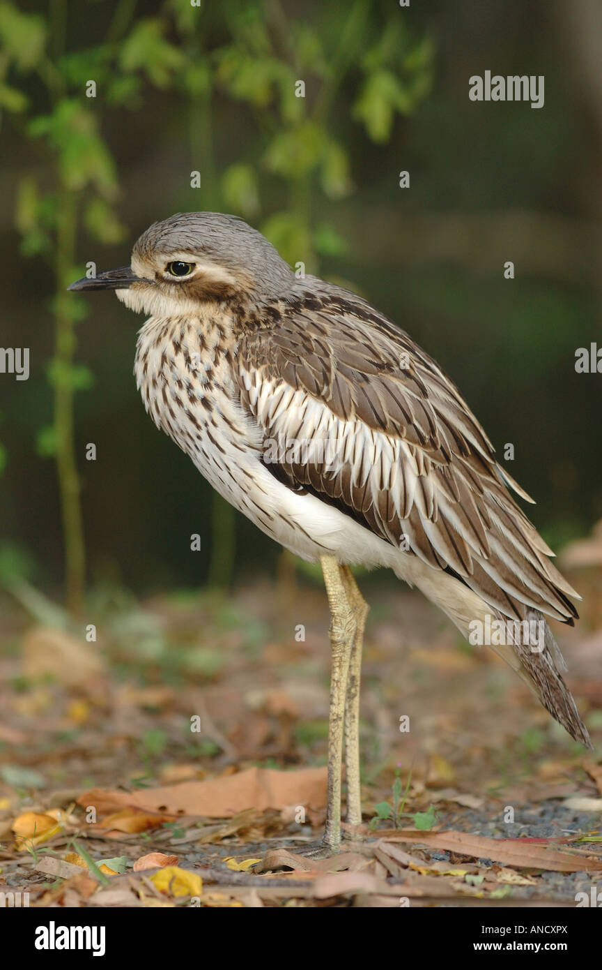 Bush Stone curlew at Cape Hillsborough National Park Queensland ...