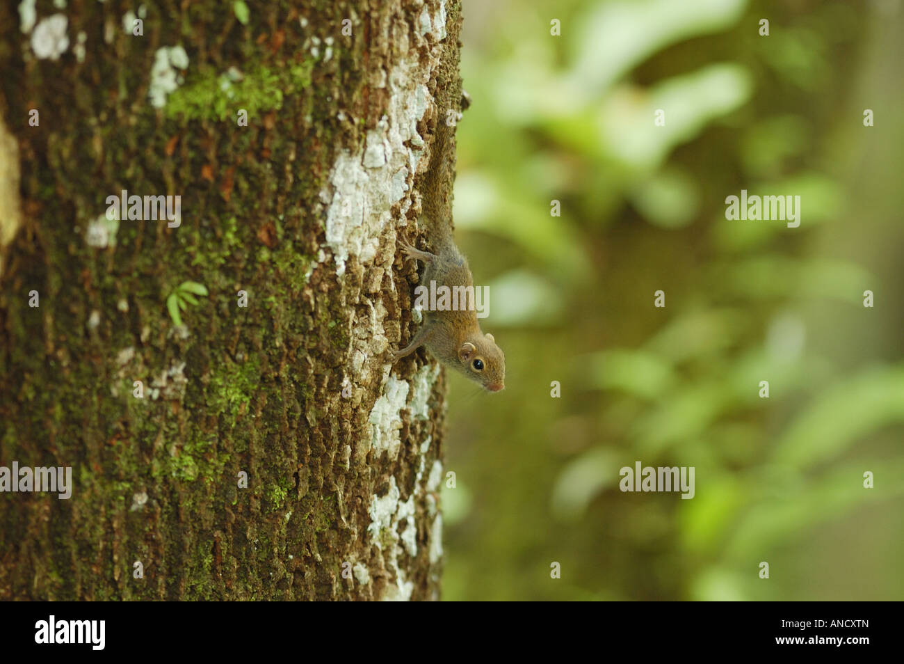 A Plain Pygmy Squirrel running down a tree trunk in the primary ...