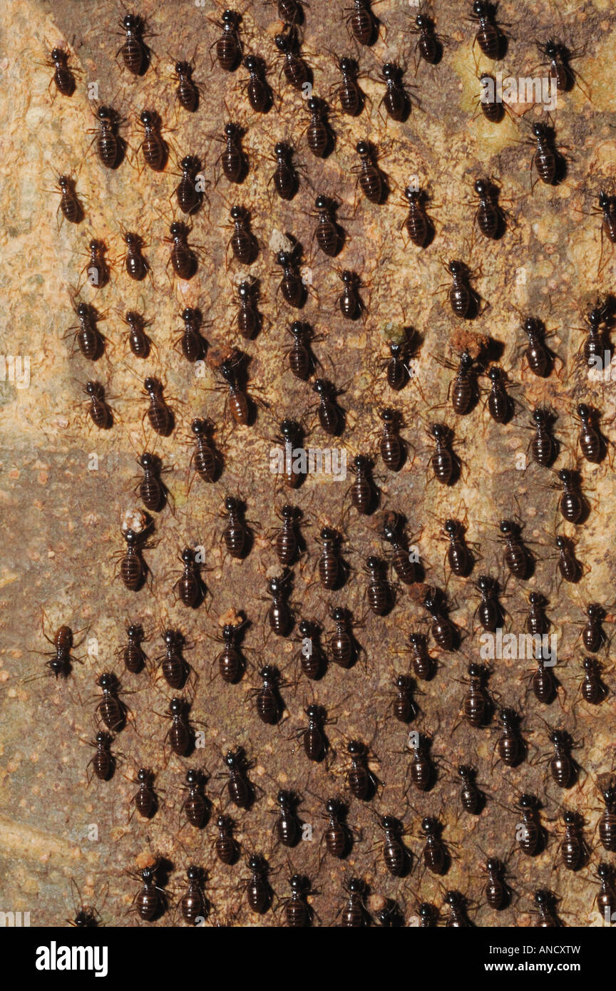 A column of Termites (Isoptera sp.) carrying soil up the trunk of a ...