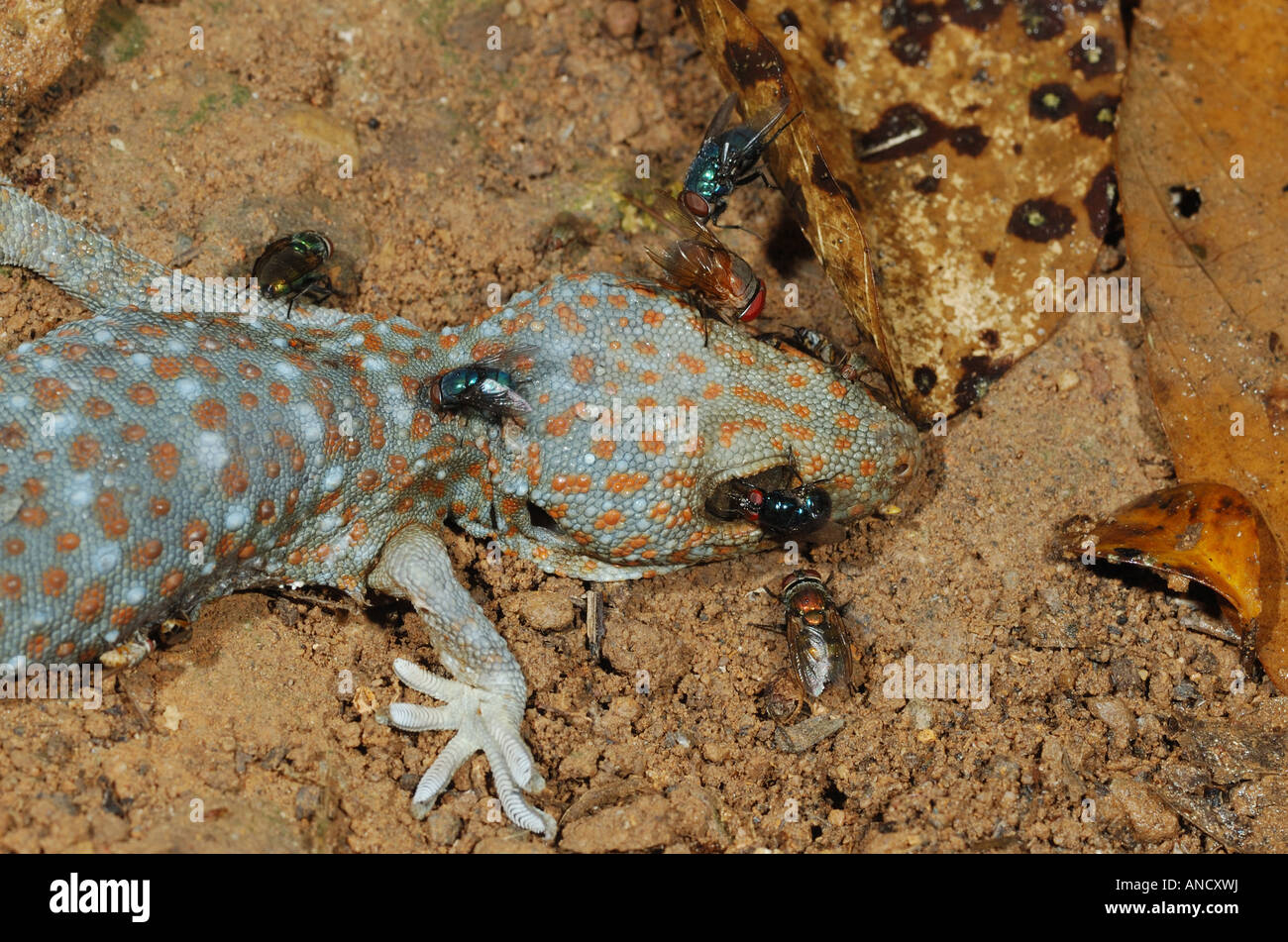 Dead Tokay Gecko (gekko gecko) covered in flies in Kaeng Krachan ...