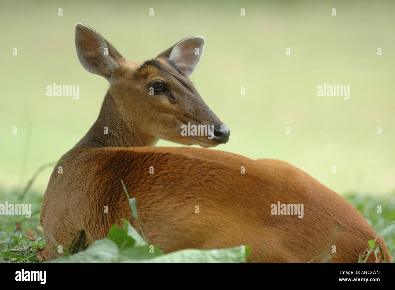 Red Muntjac Deer at Khao Yai National Park, Thailand Stock Photo - Alamy