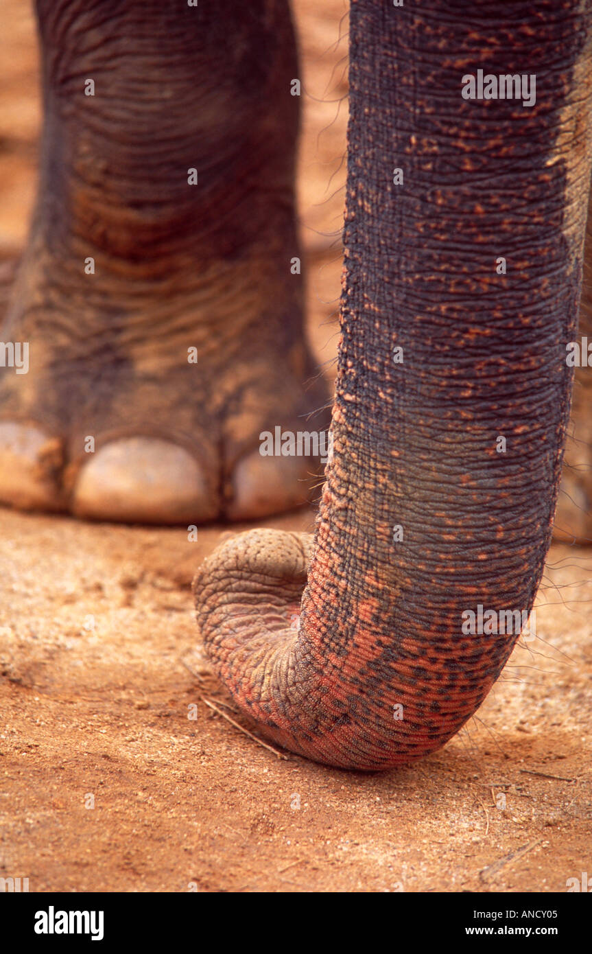 Elephant foot & trunk Stock Photo - Alamy