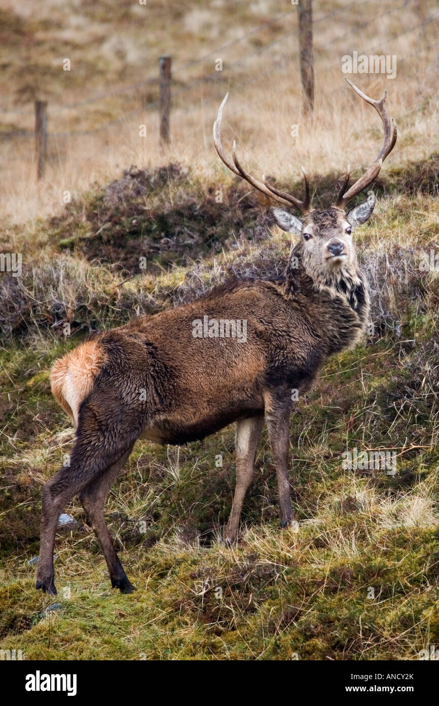 Stag on moorland in the Scottish Highland Stock Photo - Alamy