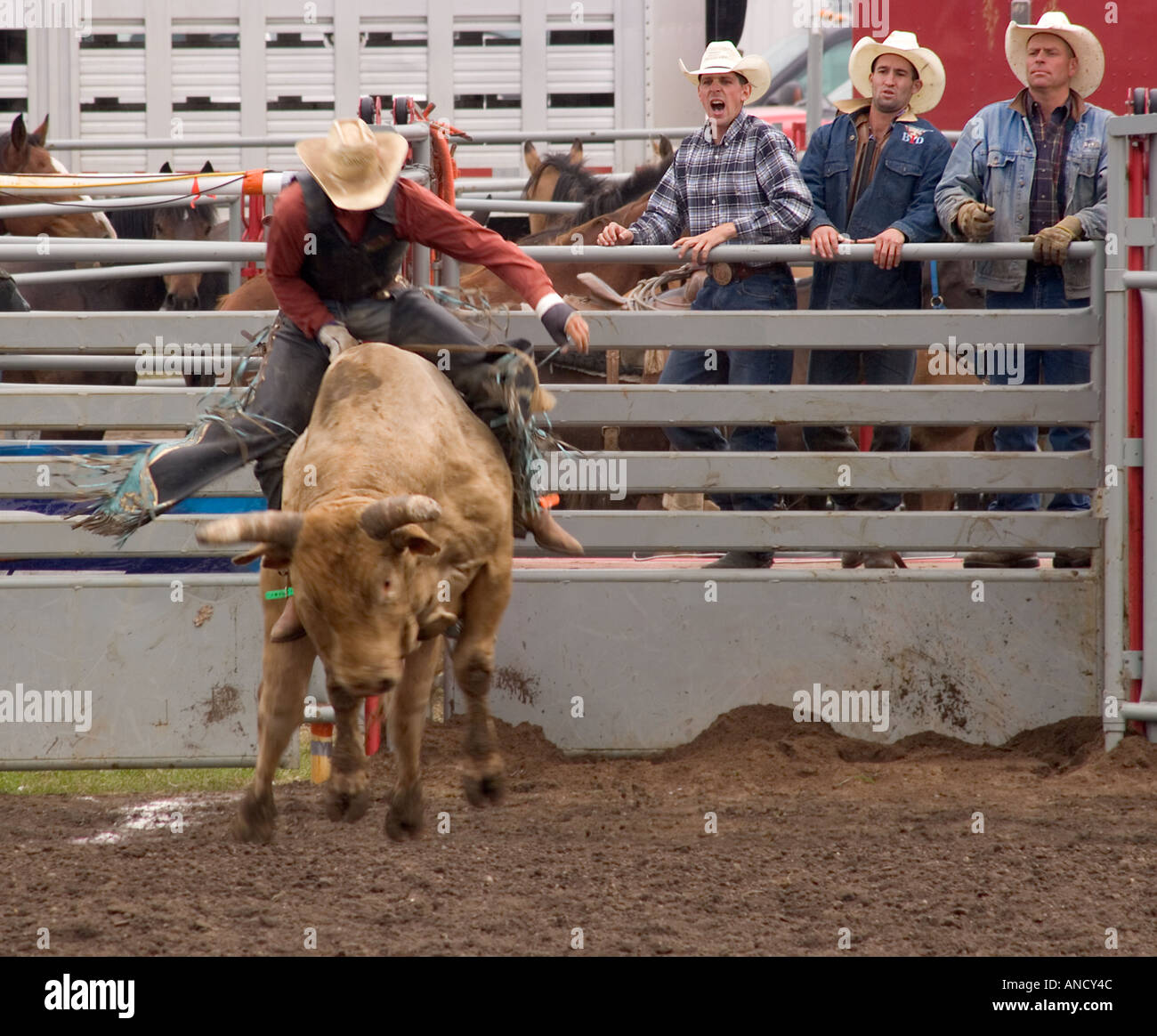 Bull jacket hi-res stock photography and images - Alamy