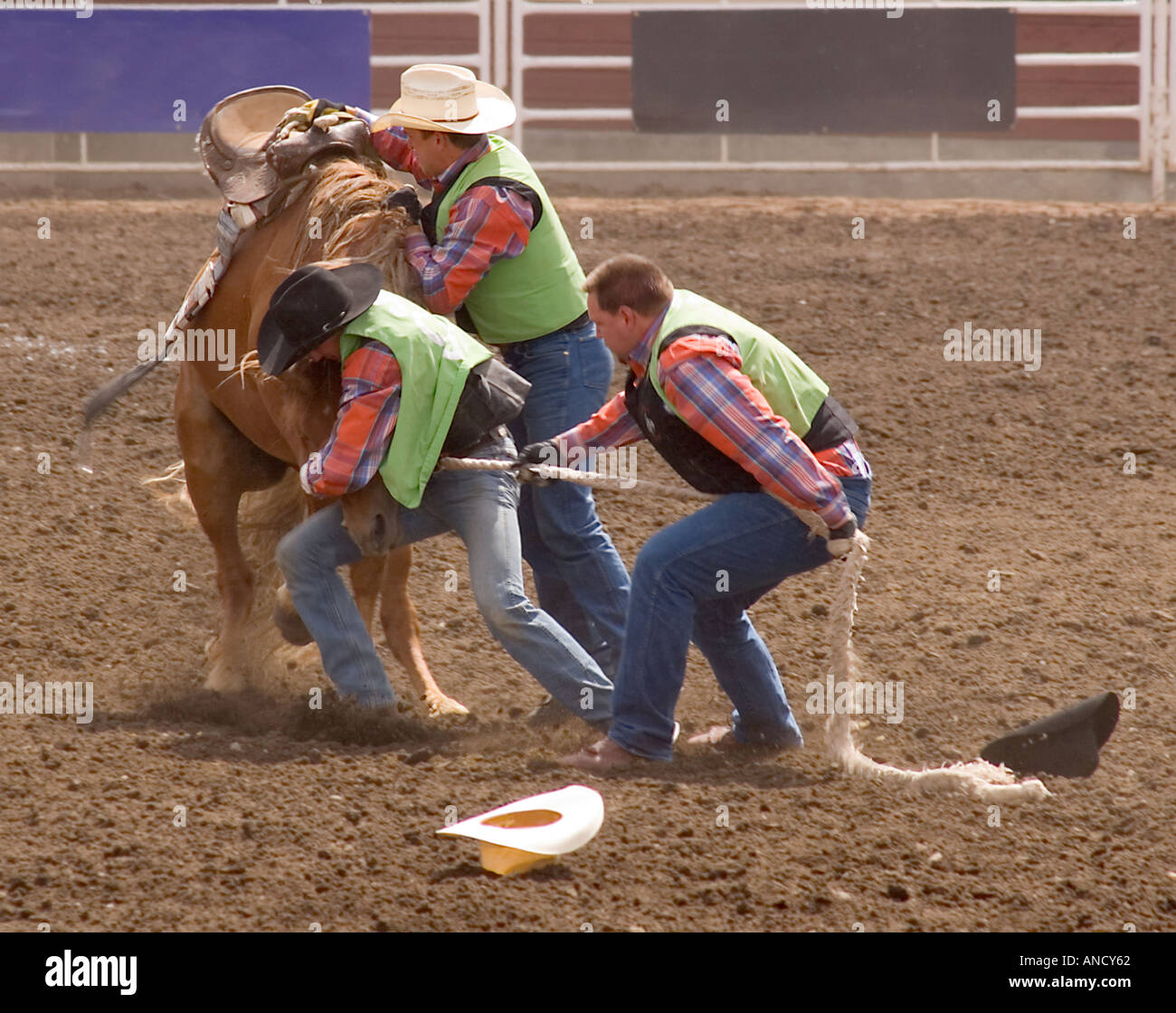 Unbroken Horse High Resolution Stock Photography and Images - Alamy
