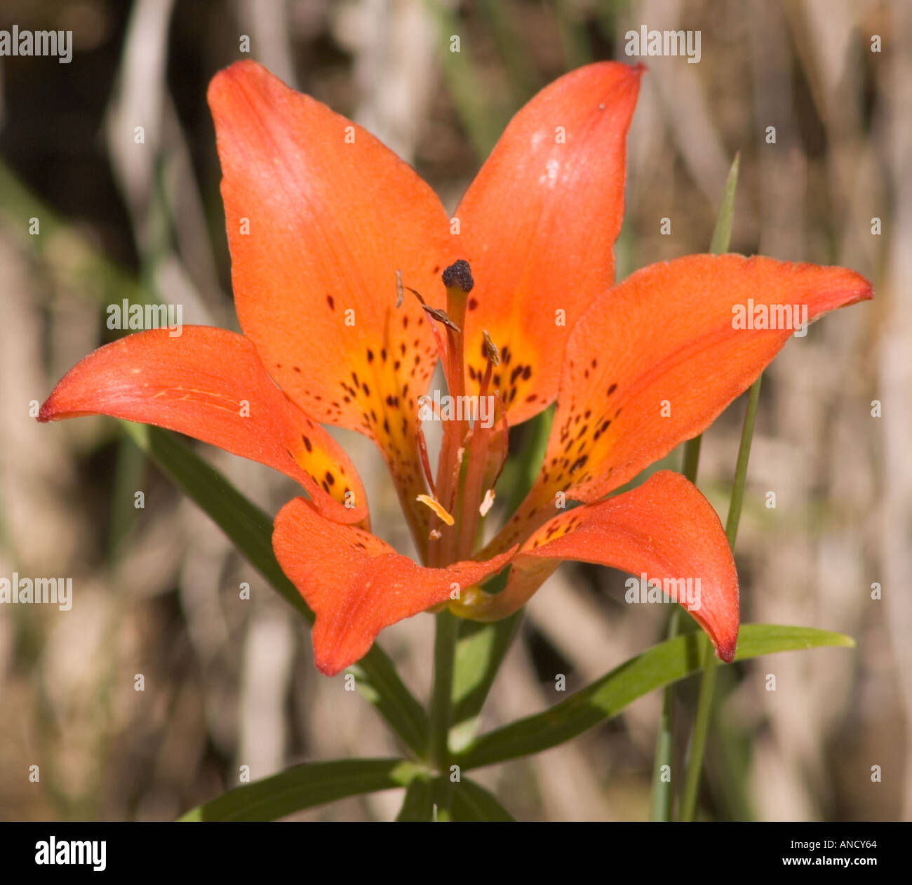 Philadelphicum hi-res stock photography and images - Alamy