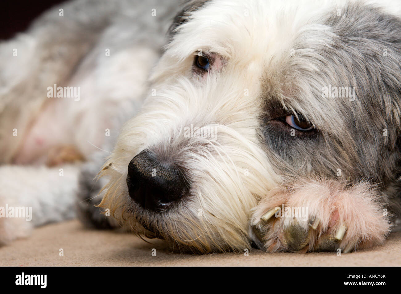 Old english sheepdog hi-res stock photography and images - Alamy