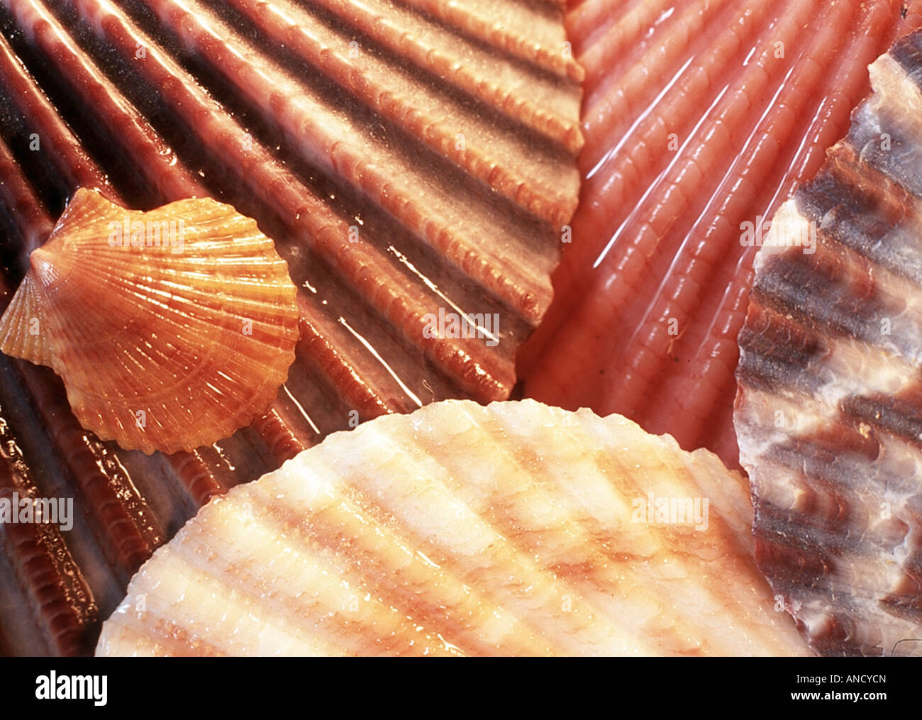 Fan shaped shells hi-res stock photography and images - Alamy