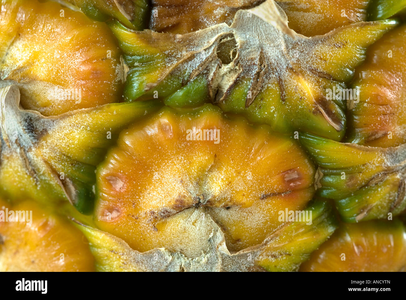 Pineapples scales hi-res stock photography and images - Alamy