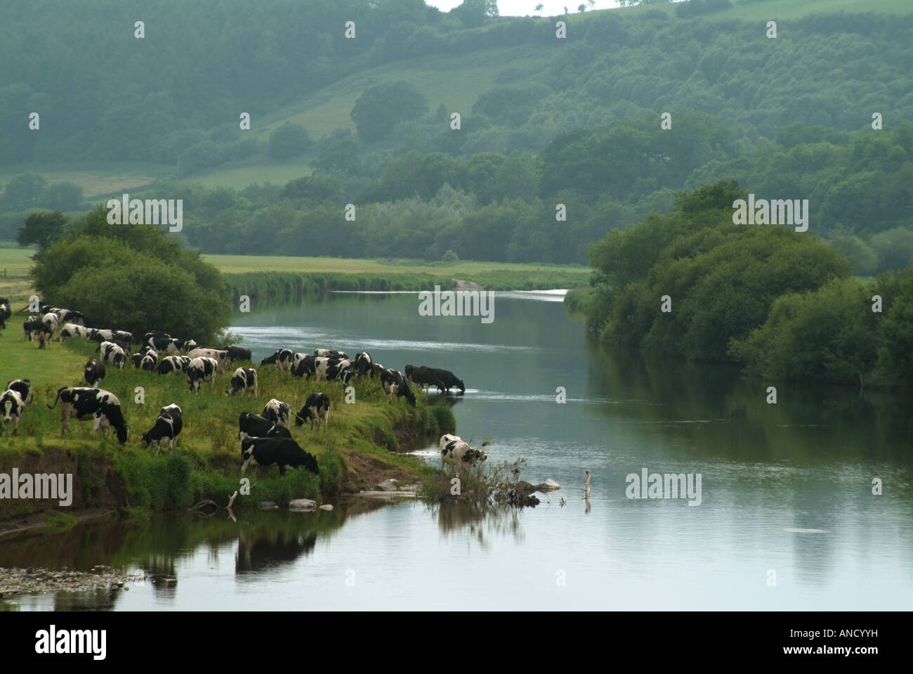 Cattle drinking river hi-res stock photography and images - Alamy