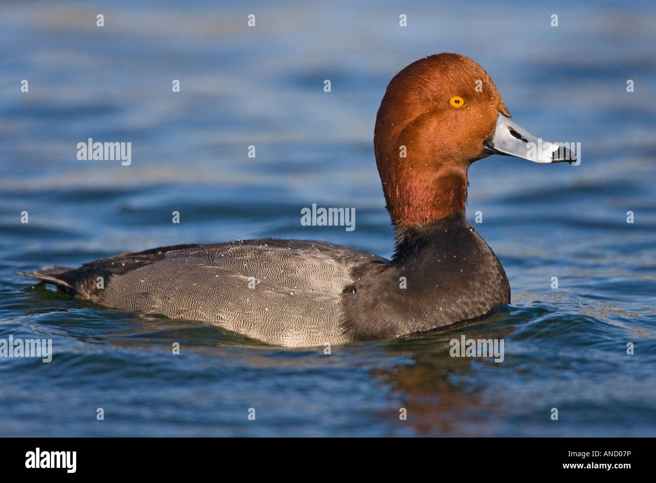 Redhead duck flying hi-res stock photography and images - Alamy