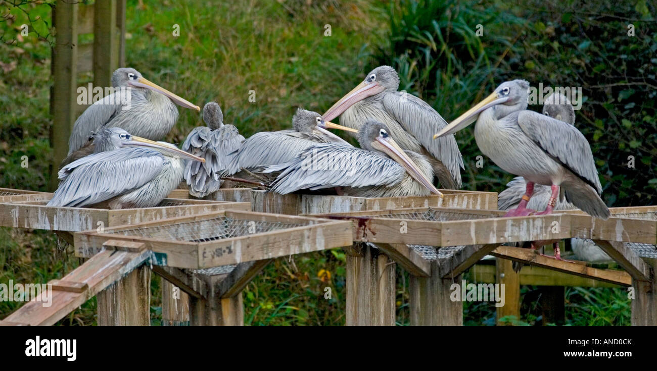 Pink back pelican hi-res stock photography and images - Alamy