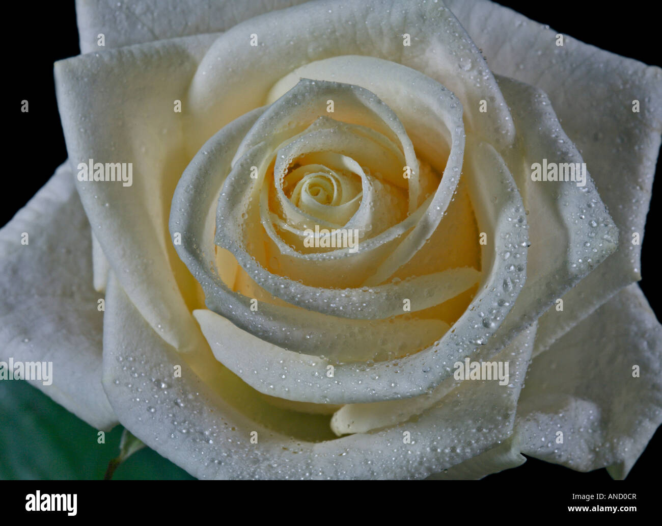Ivory rose hi-res stock photography and images - Alamy