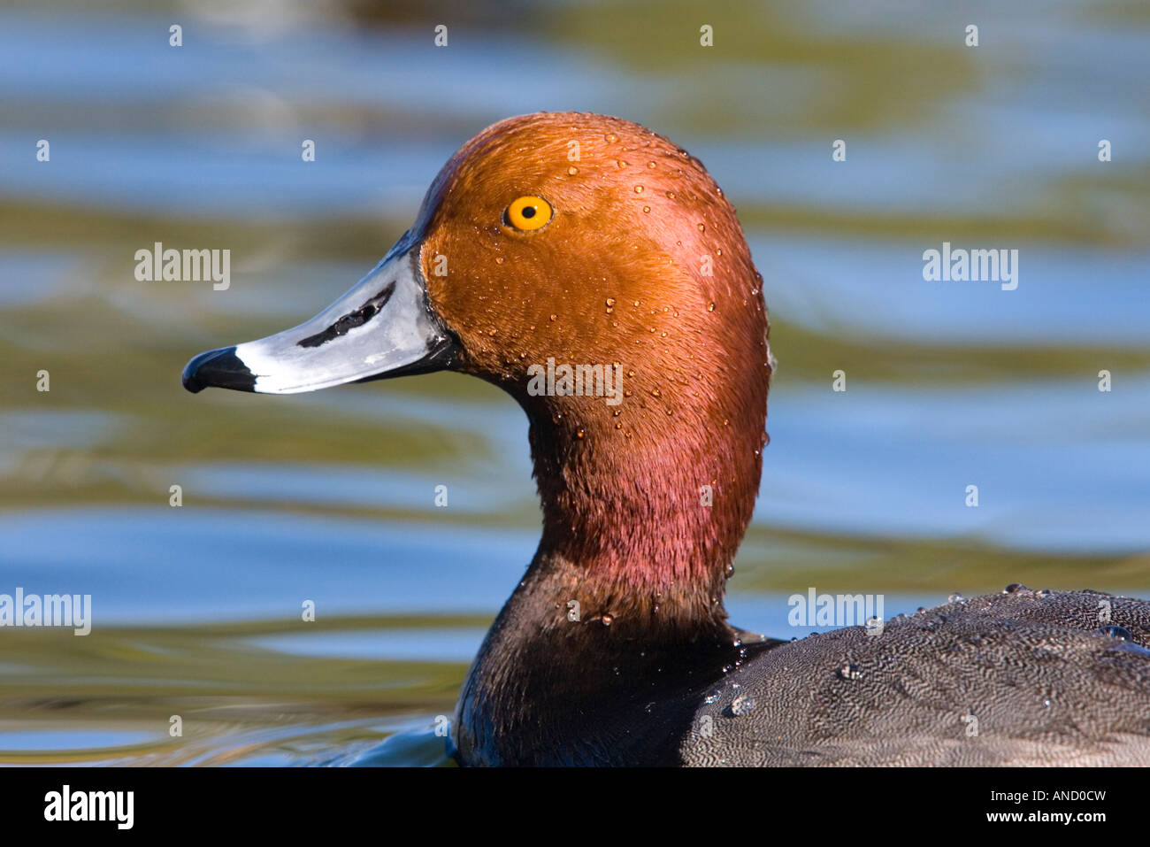 Redhead Duck Flying High Resolution Stock Photography and Images - Alamy
