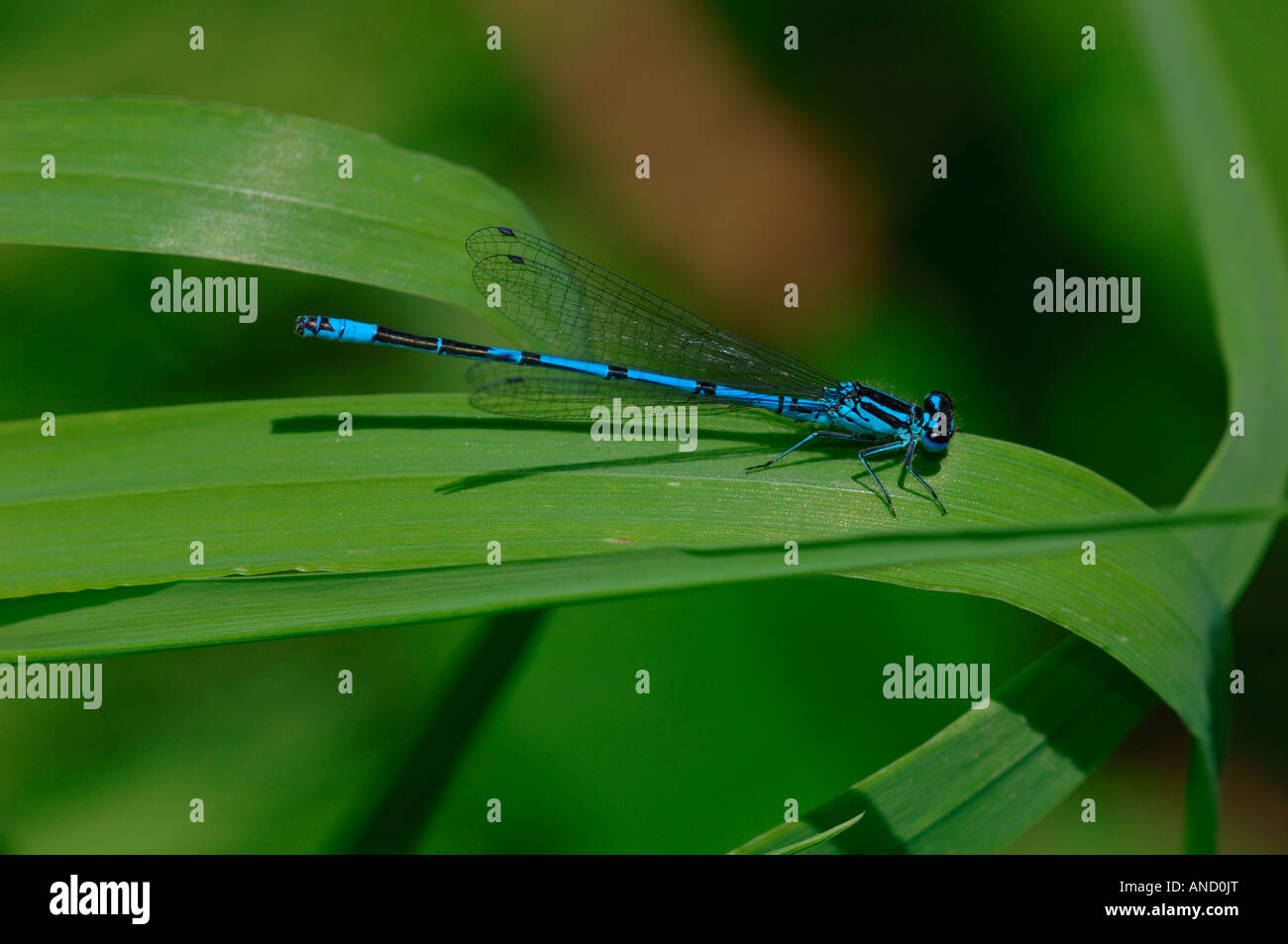 A Common Blue Damselfly.(Enallagma cyathigerum Stock Photo - Alamy