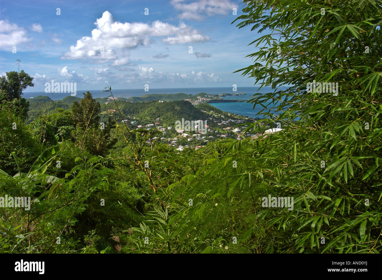 Grenada rainforest hi-res stock photography and images - Alamy