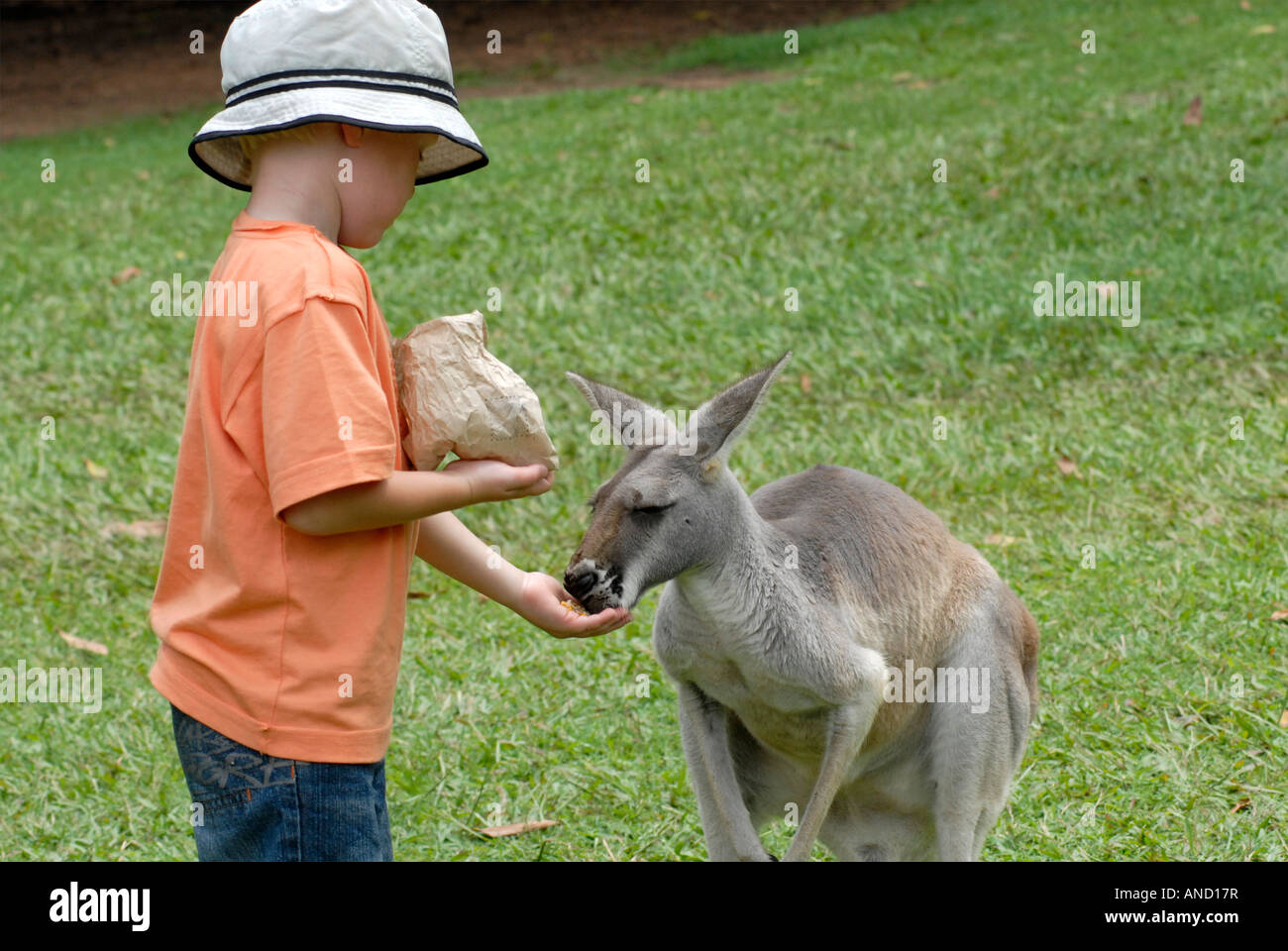 Wallaby kid hi-res stock photography and images - Alamy