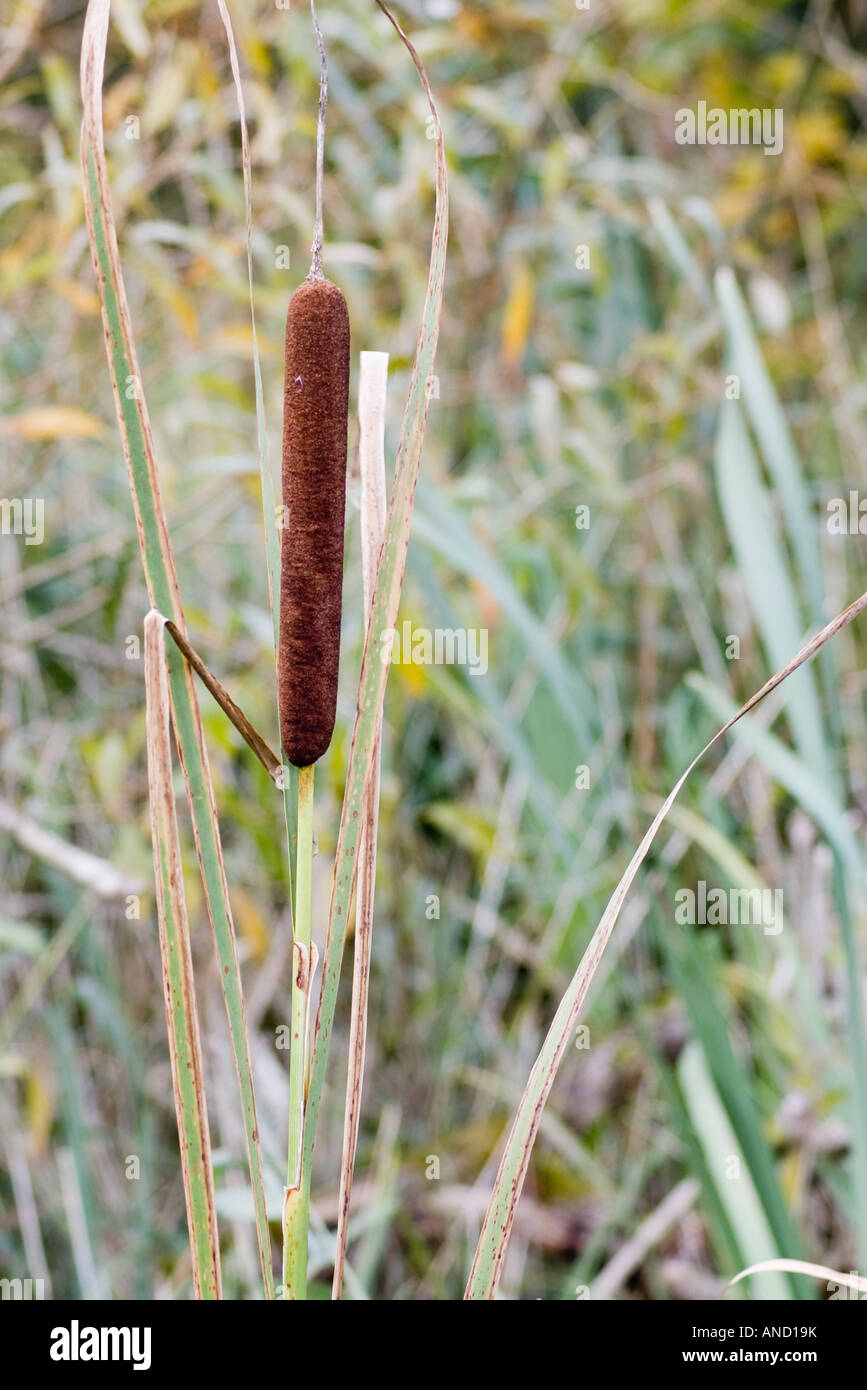 Seed bull hi-res stock photography and images - Alamy