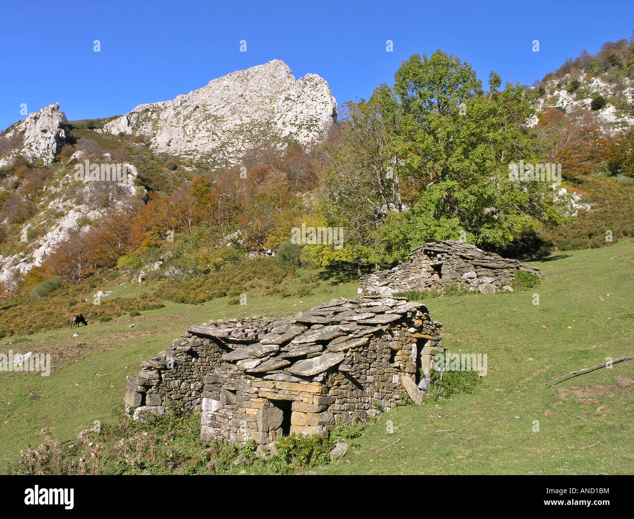Redes forest hi-res stock photography and images - Alamy