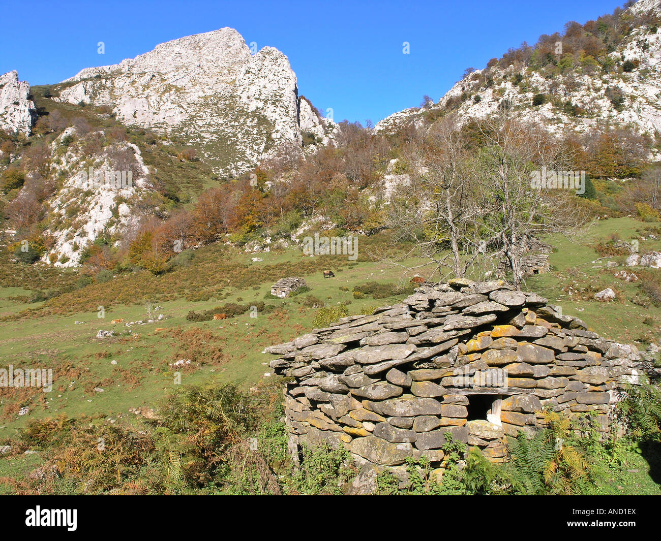 Redes forest hi-res stock photography and images - Alamy