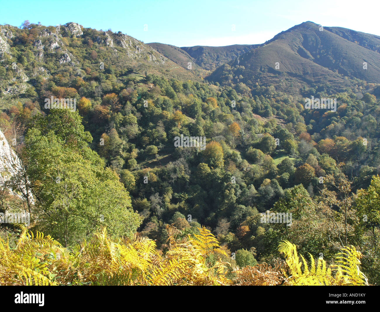 Forest in Sierra de Peñamayor Nava municipality Asturias Spain Stock ...