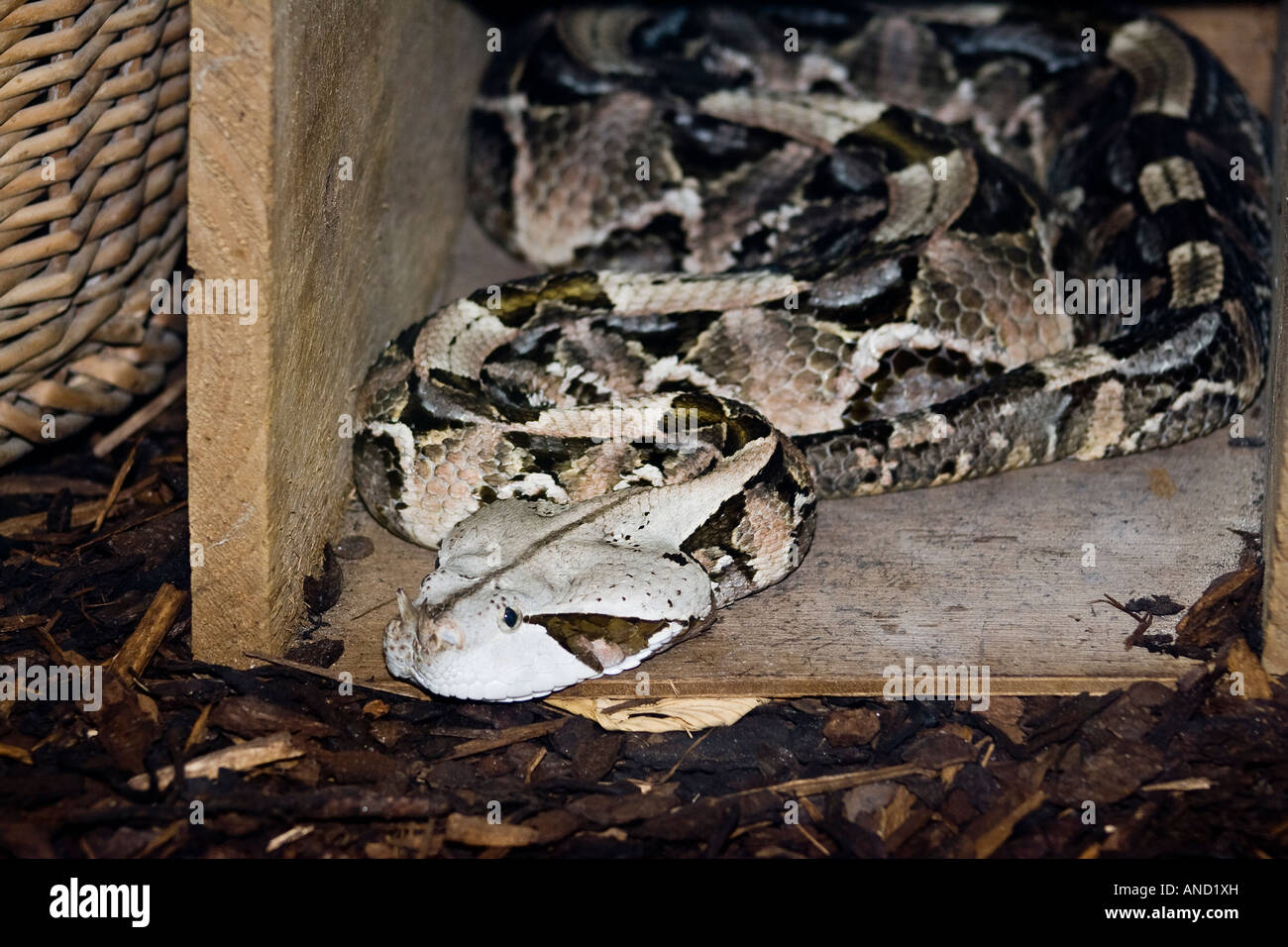 Gabon viper hi-res stock photography and images - Alamy