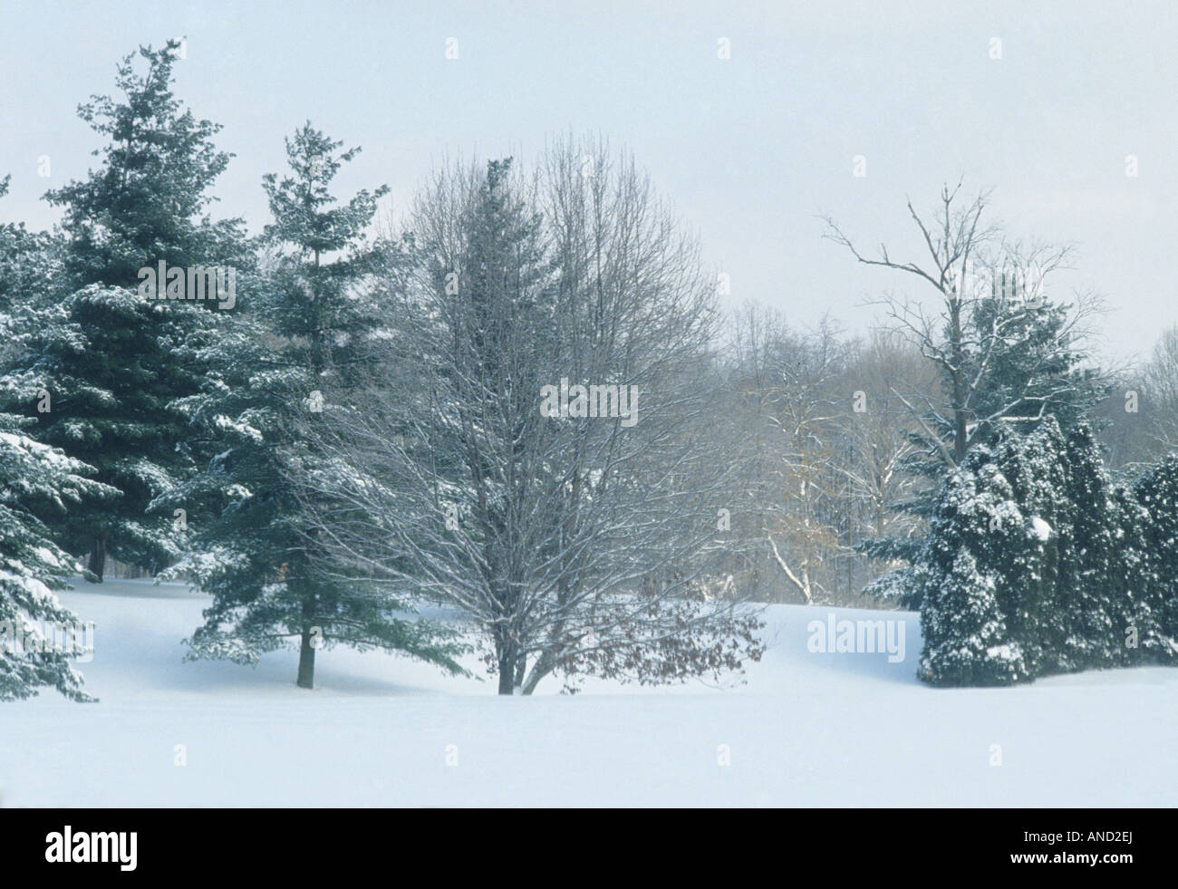 Winter Season, seasonal changes of Common Witch Hazel Tree 1 of 4 ...