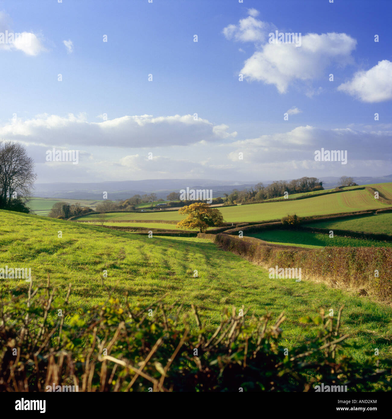 Devon countryside near Marldon Stock Photo - Alamy
