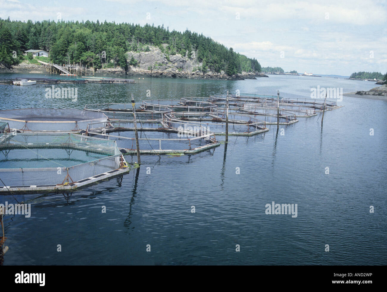 Saltwater salmon pens Lubec Maine USA Atlantic Ocean food source fish ...