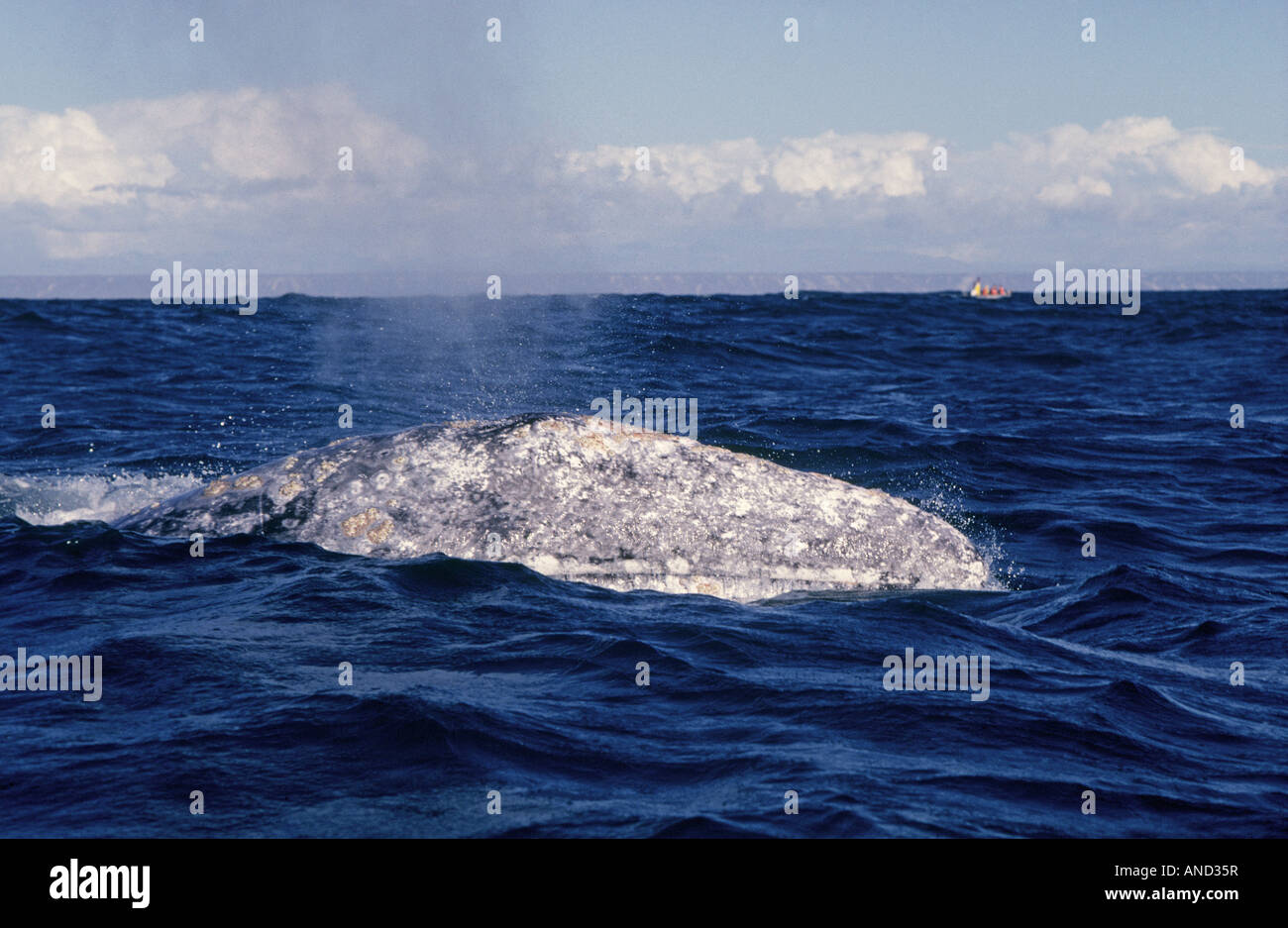 MEXICO BAJA A massive grey whale covered with barnacles in San Ignacio ...