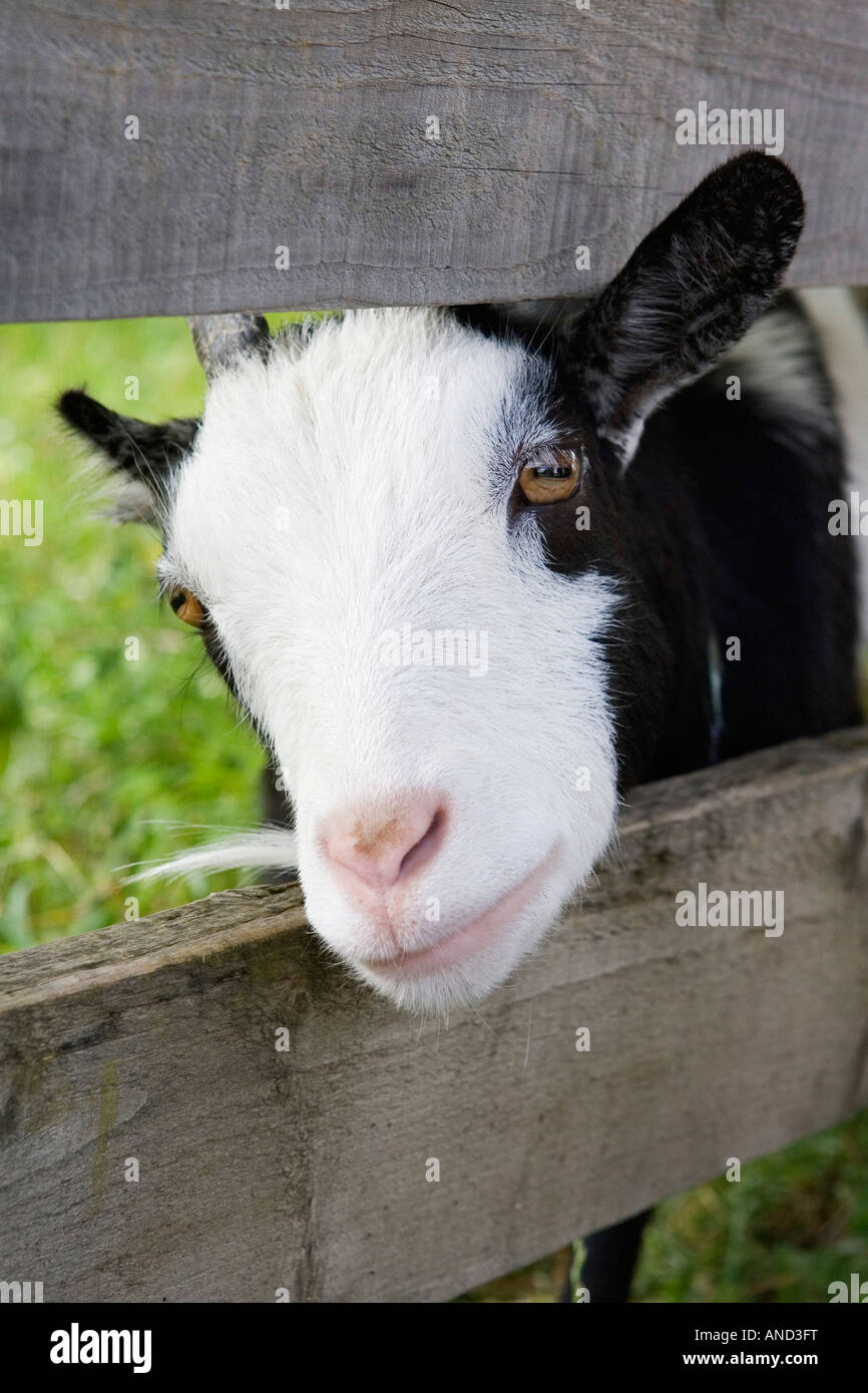 Goat Bavaria Germany July 2007 Stock Photo - Alamy