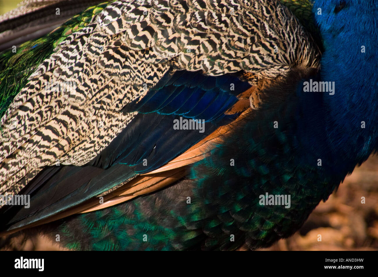 Indian Blue Peacock Stock Photo - Alamy
