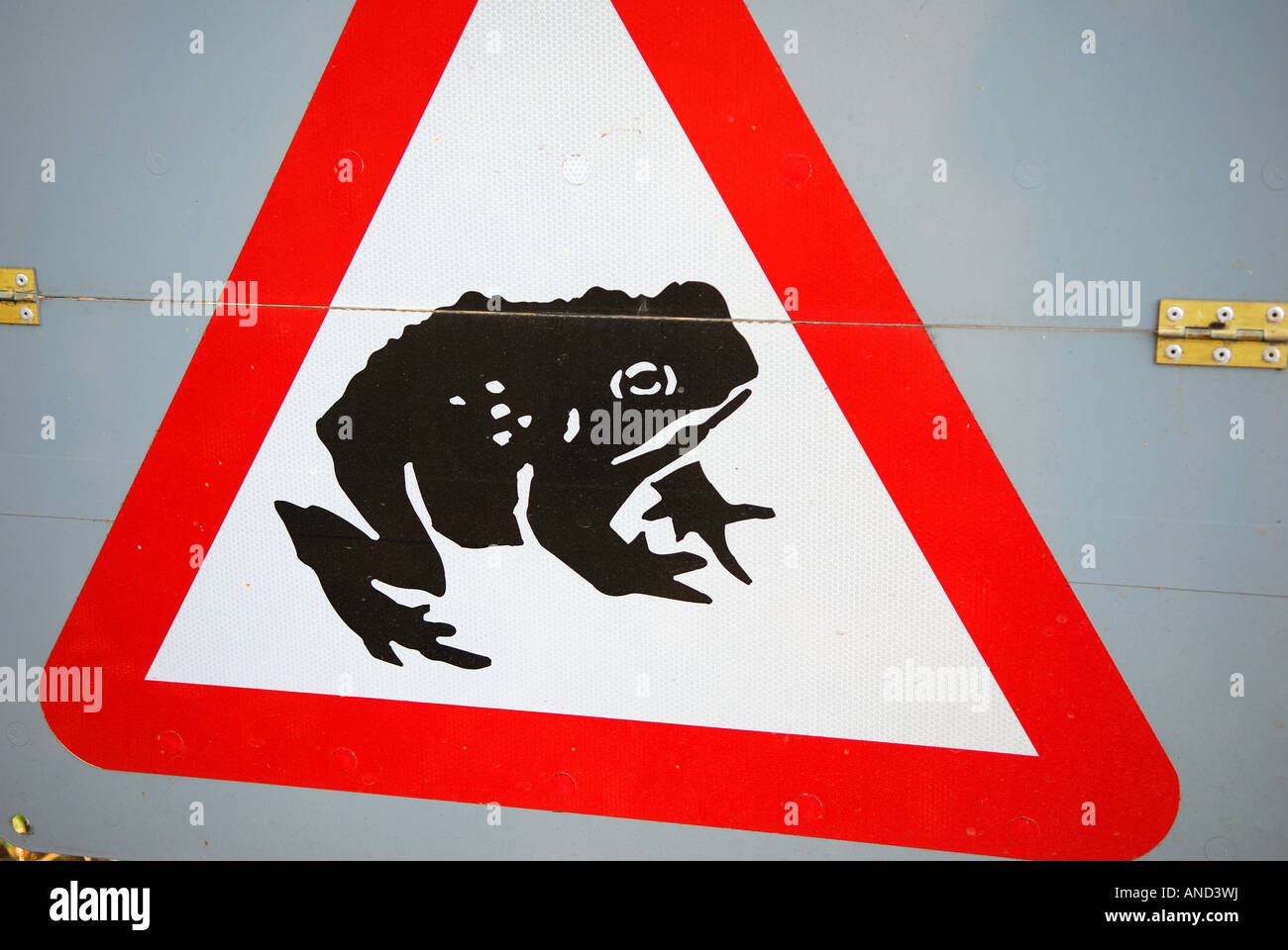 Frogs and toads hi-res stock photography and images - Alamy