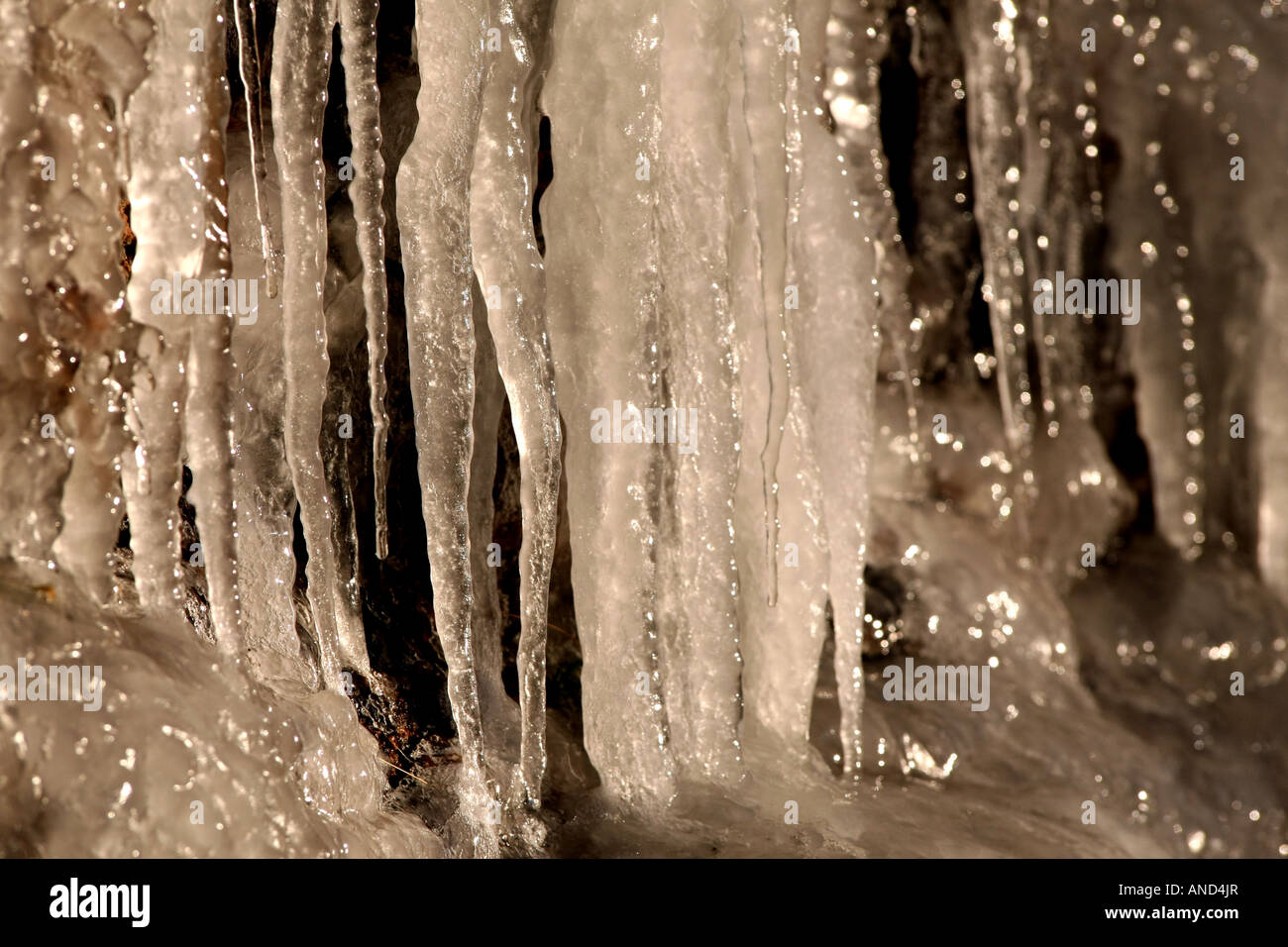 Large icicles formed by dripping water during winter near Ballater ...