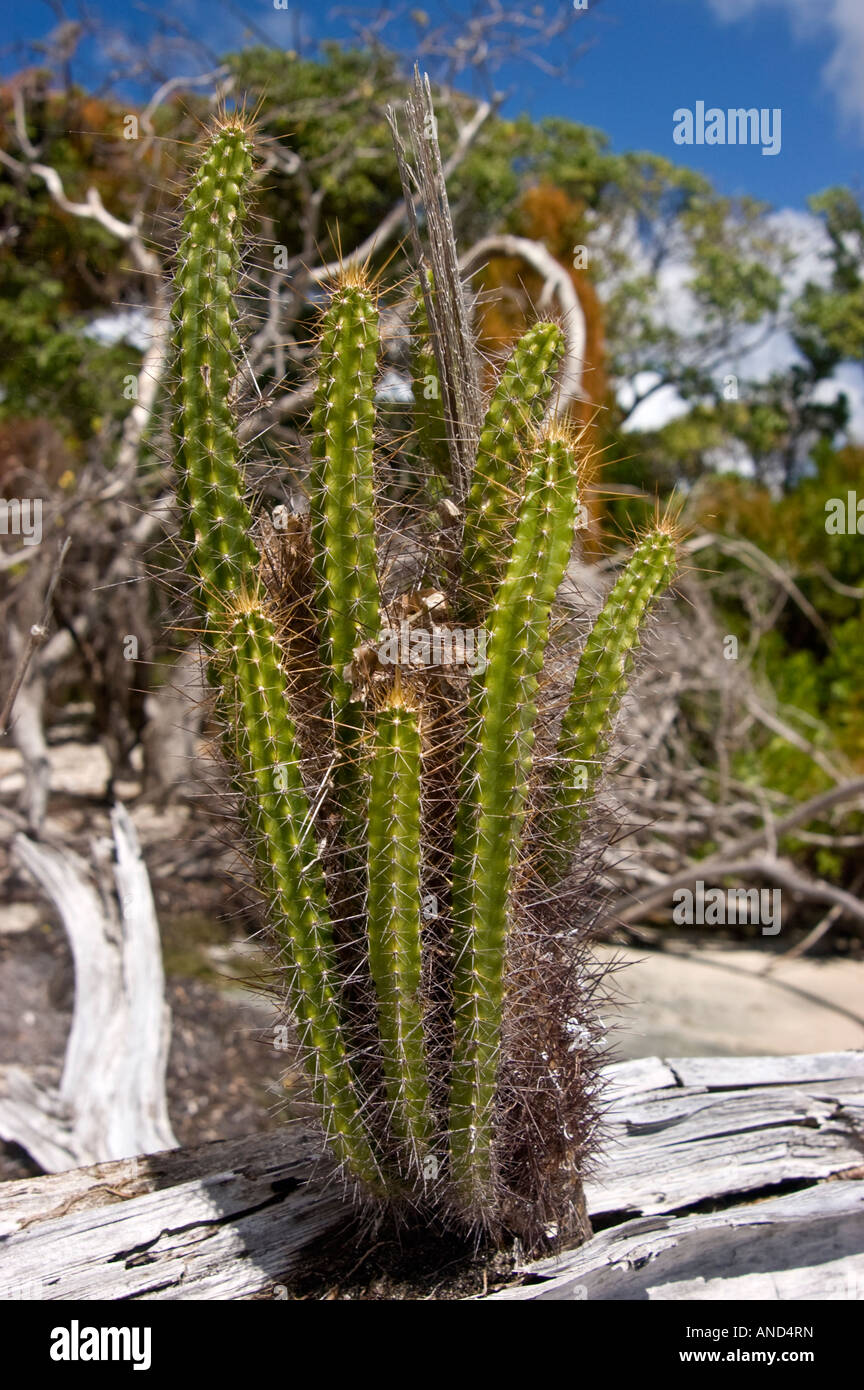 Cactus growing through a piece of driftwood on a beach in the Caribbean ...