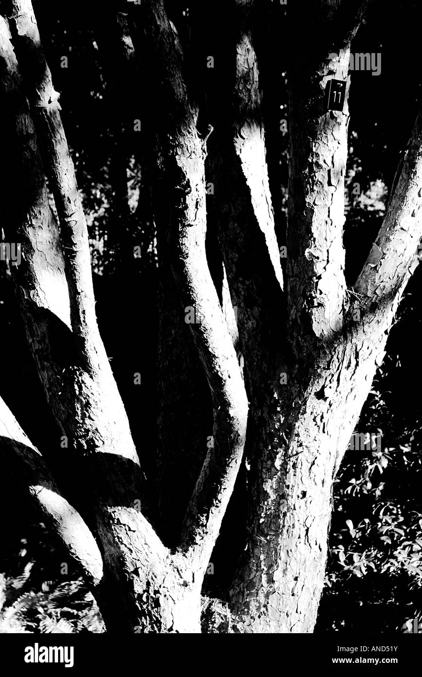 Shade tree in autumn Black and White Stock Photos & Images - Alamy