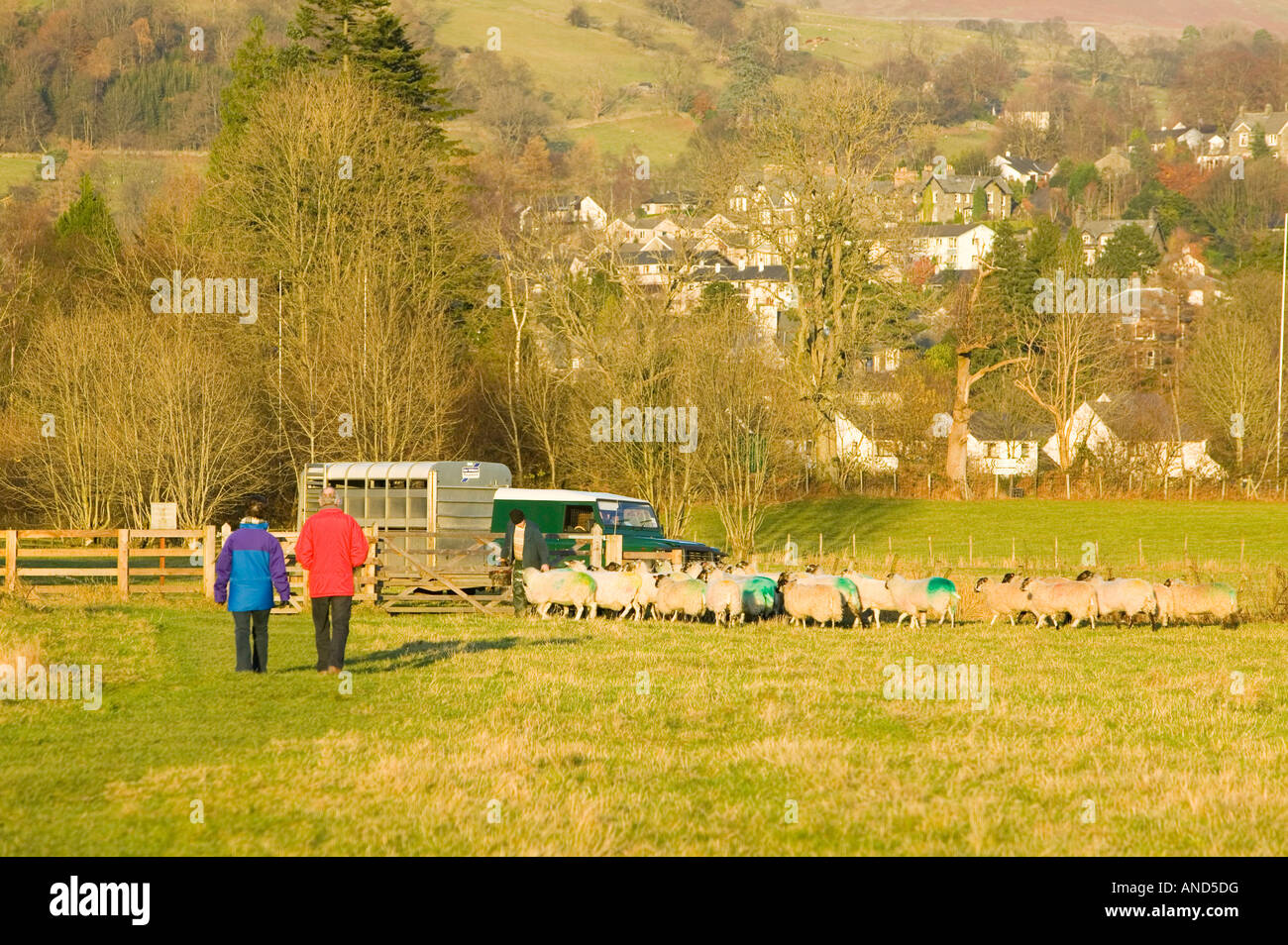 A farmer tending his sheep in ambleside Cumbria UK Stock Photo - Alamy