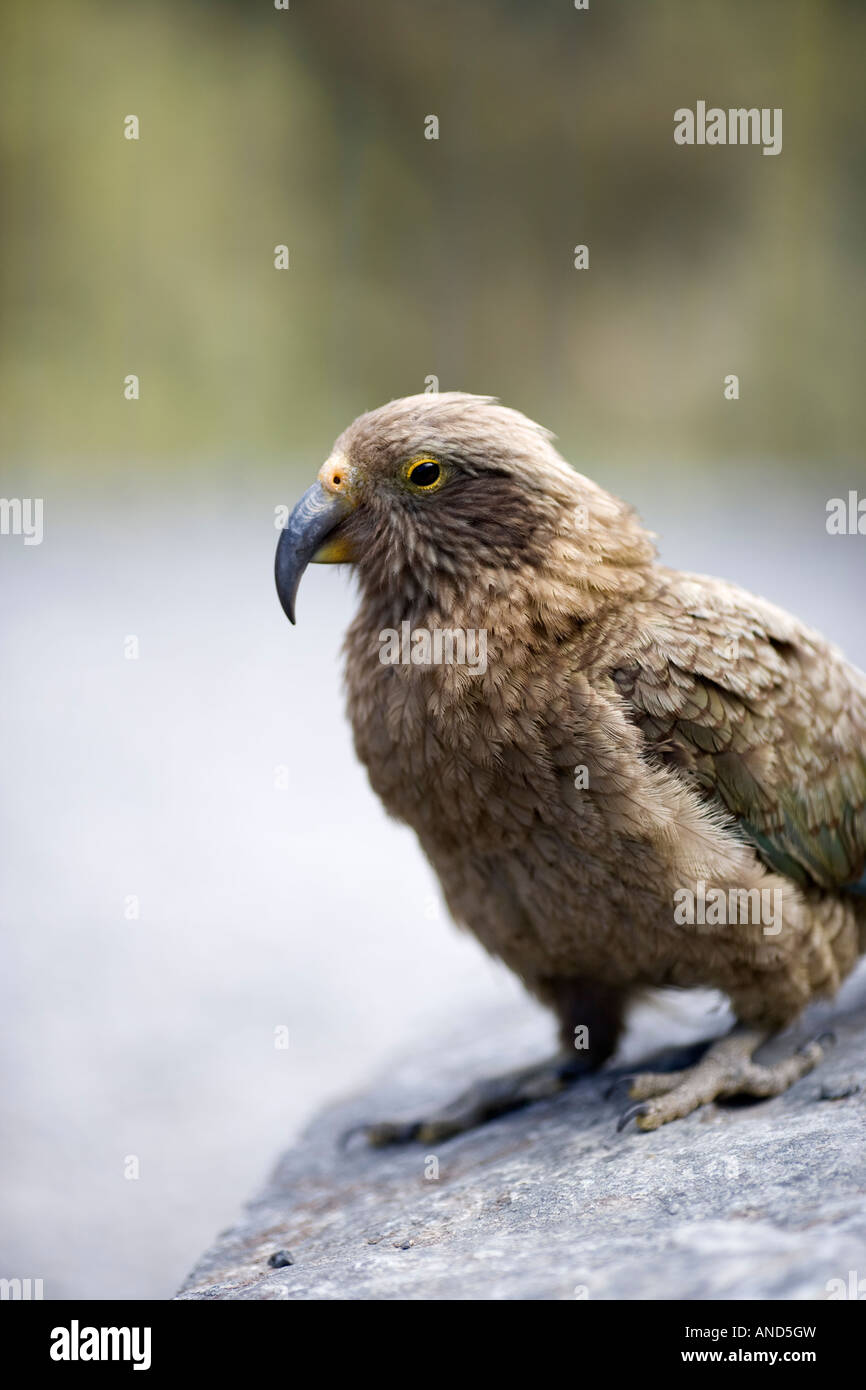 Arthurs pass parrots hi-res stock photography and images - Alamy