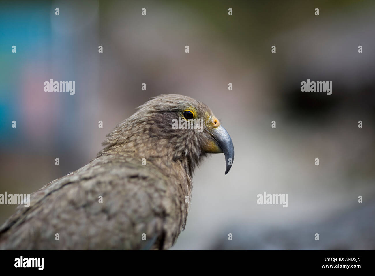 The native Kea parrot, New Zealand Stock Photo - Alamy