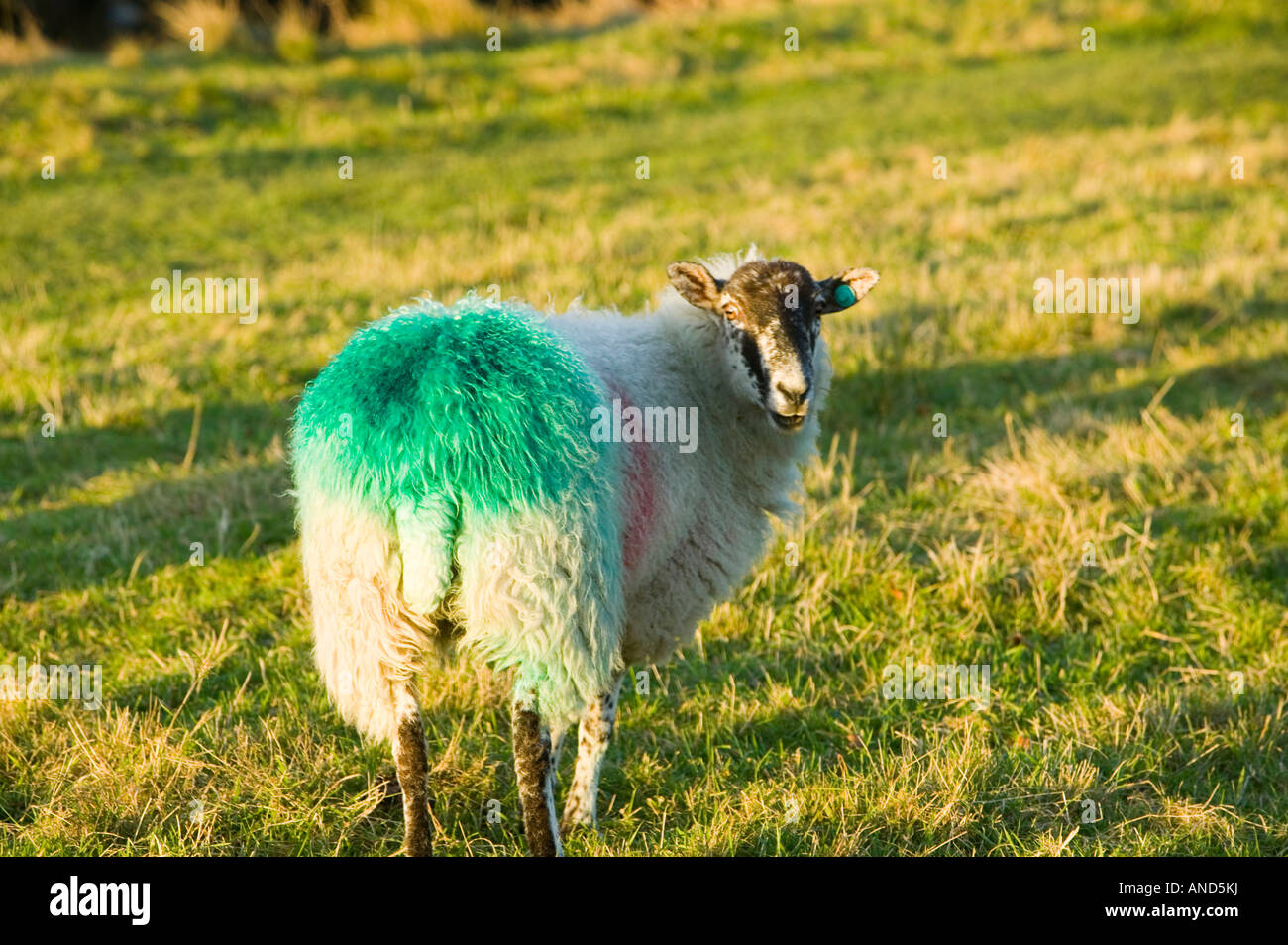 marked sheep after having been serviced by the ram in ambleside Cumbria ...