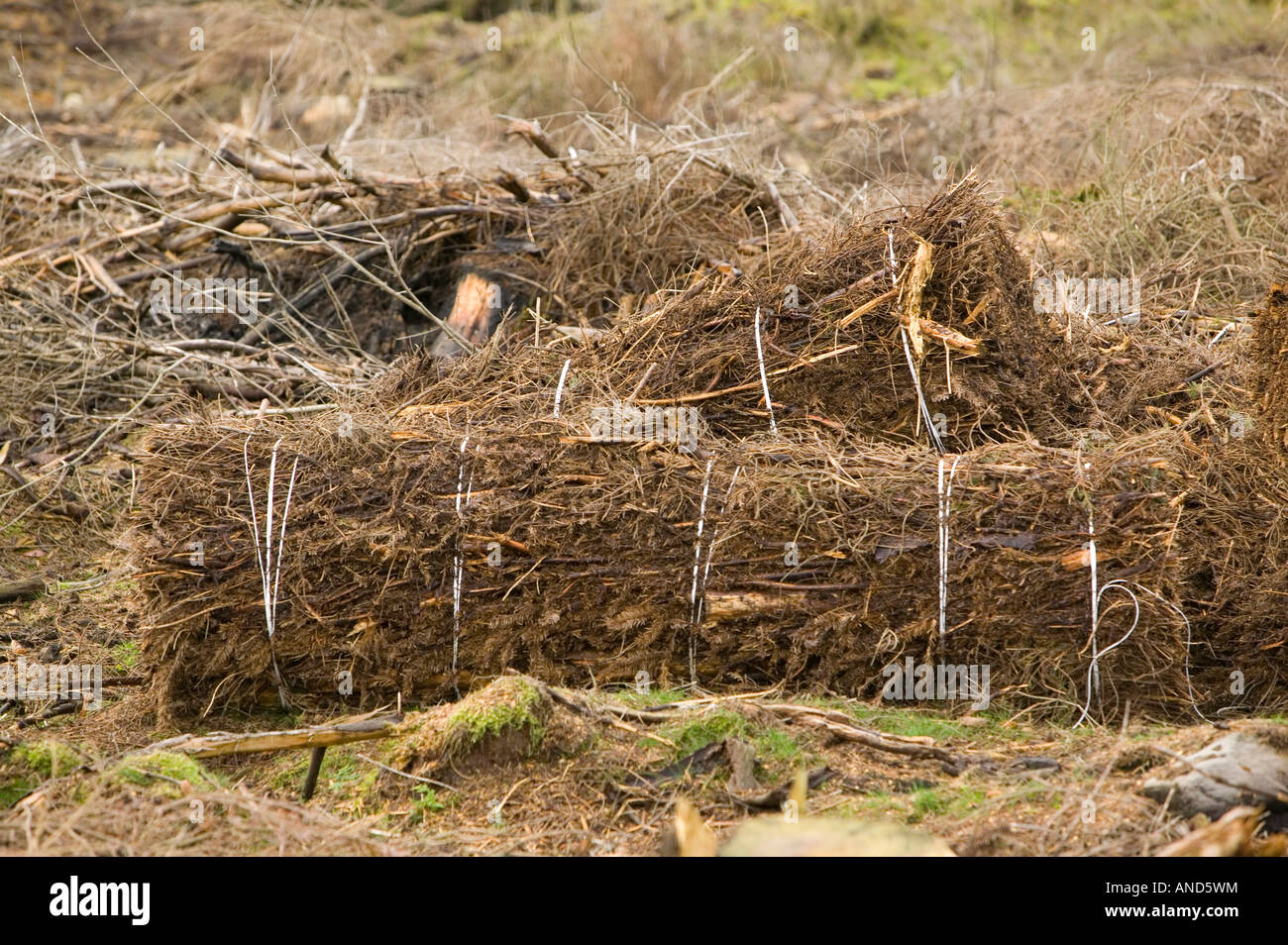 Brashwood hi-res stock photography and images - Alamy