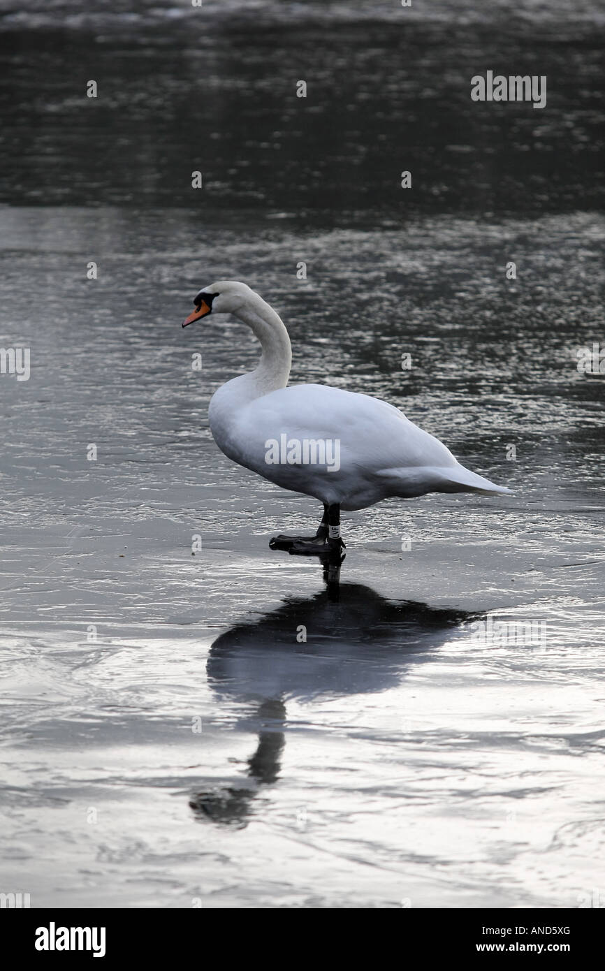 A swan standing on ice at Aboyne Loch, Scotland, UK Stock Photo - Alamy