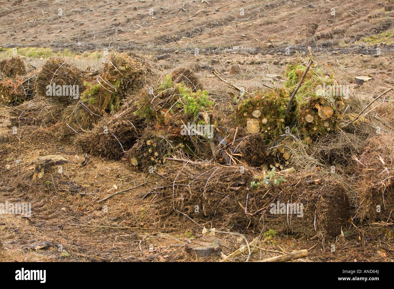 Brashwood hi-res stock photography and images - Alamy