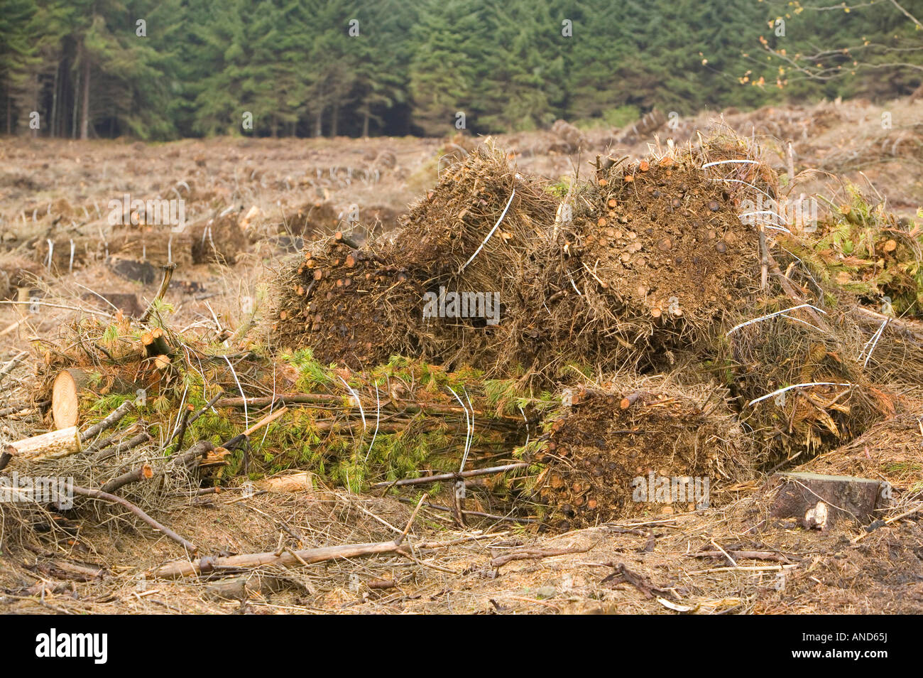 baleing brashwood for use as biofuel from a harvested forestry ...