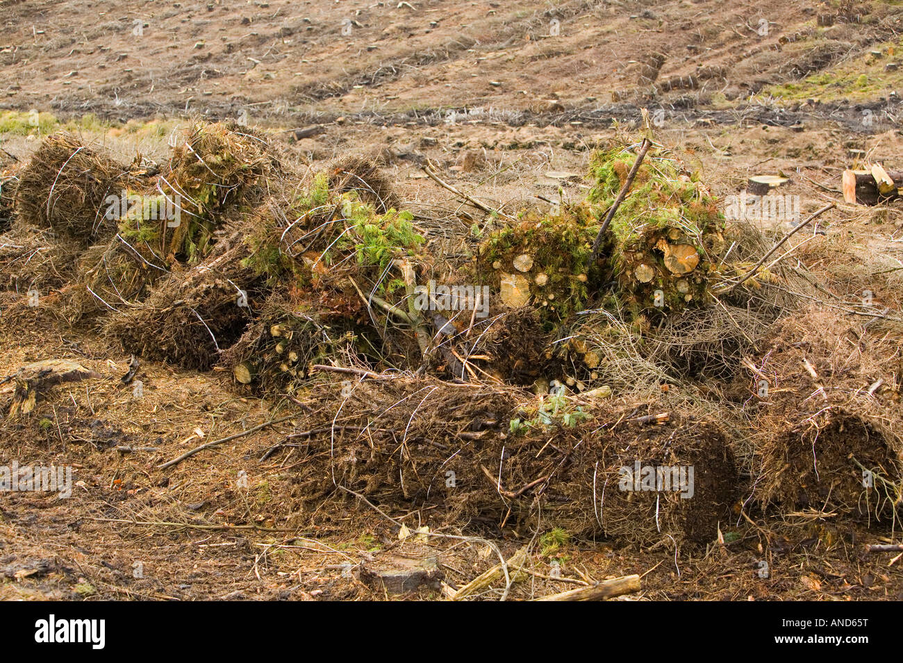 Brash wood hi-res stock photography and images - Alamy