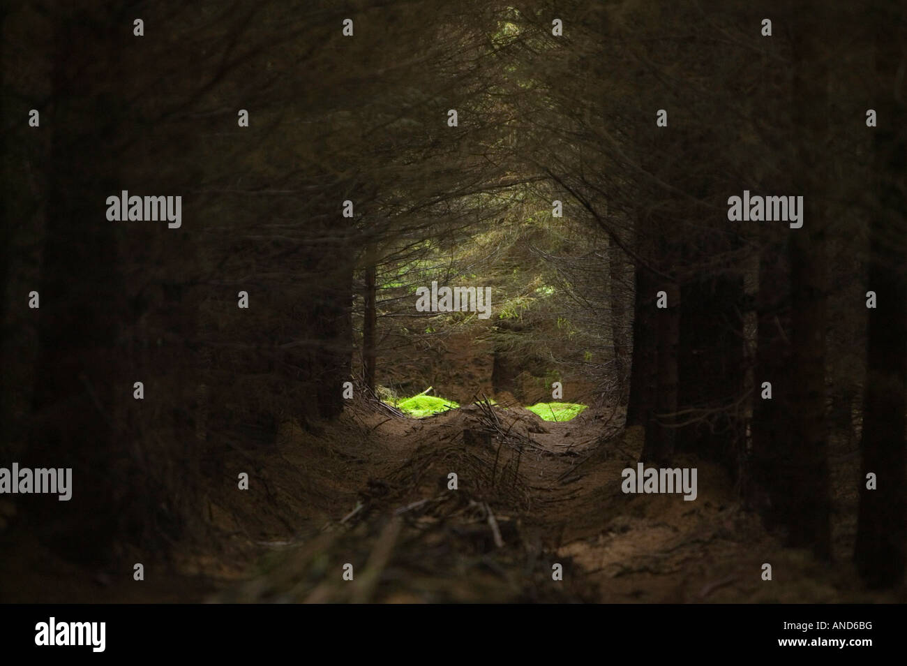 light falling on a forest ride in the middle of a dense forestry ...