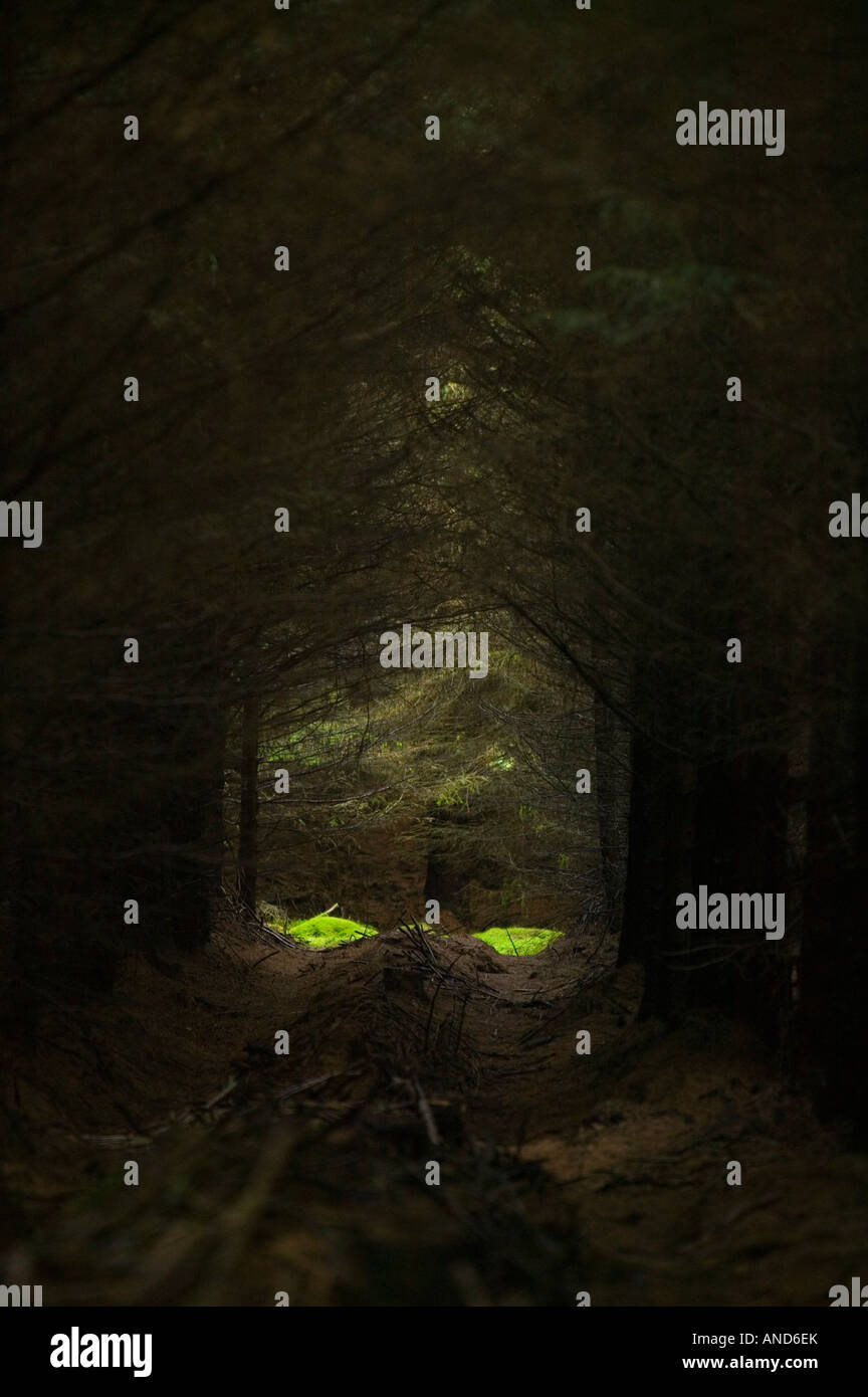 light falling on a forest ride in the middle of a dense forestry ...