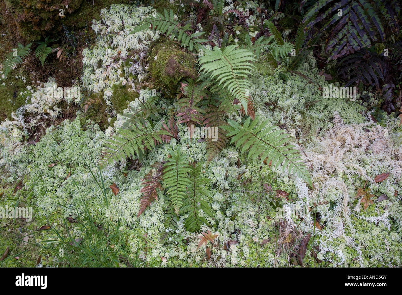 Wild plants moss new zealand hi-res stock photography and images - Alamy