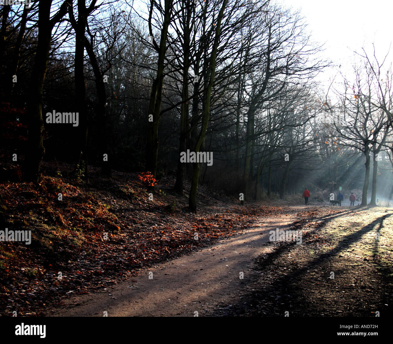 A winter walk in the woods Stock Photo - Alamy