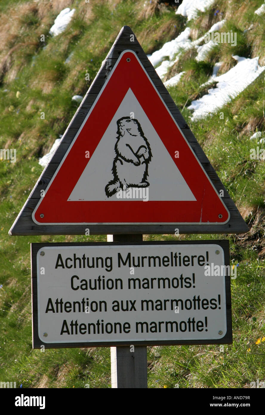 Caution marmots hi-res stock photography and images - Alamy